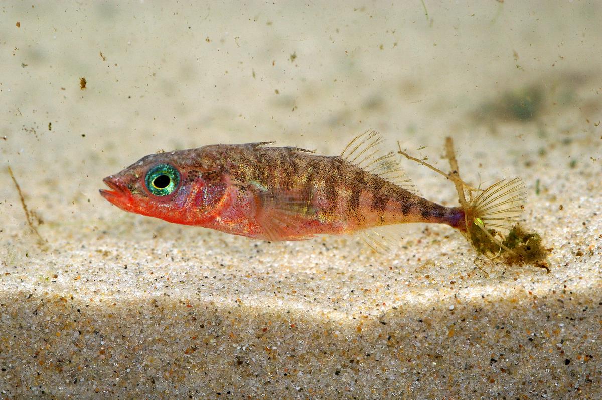 Driedoornige stekelbaars | Vleet